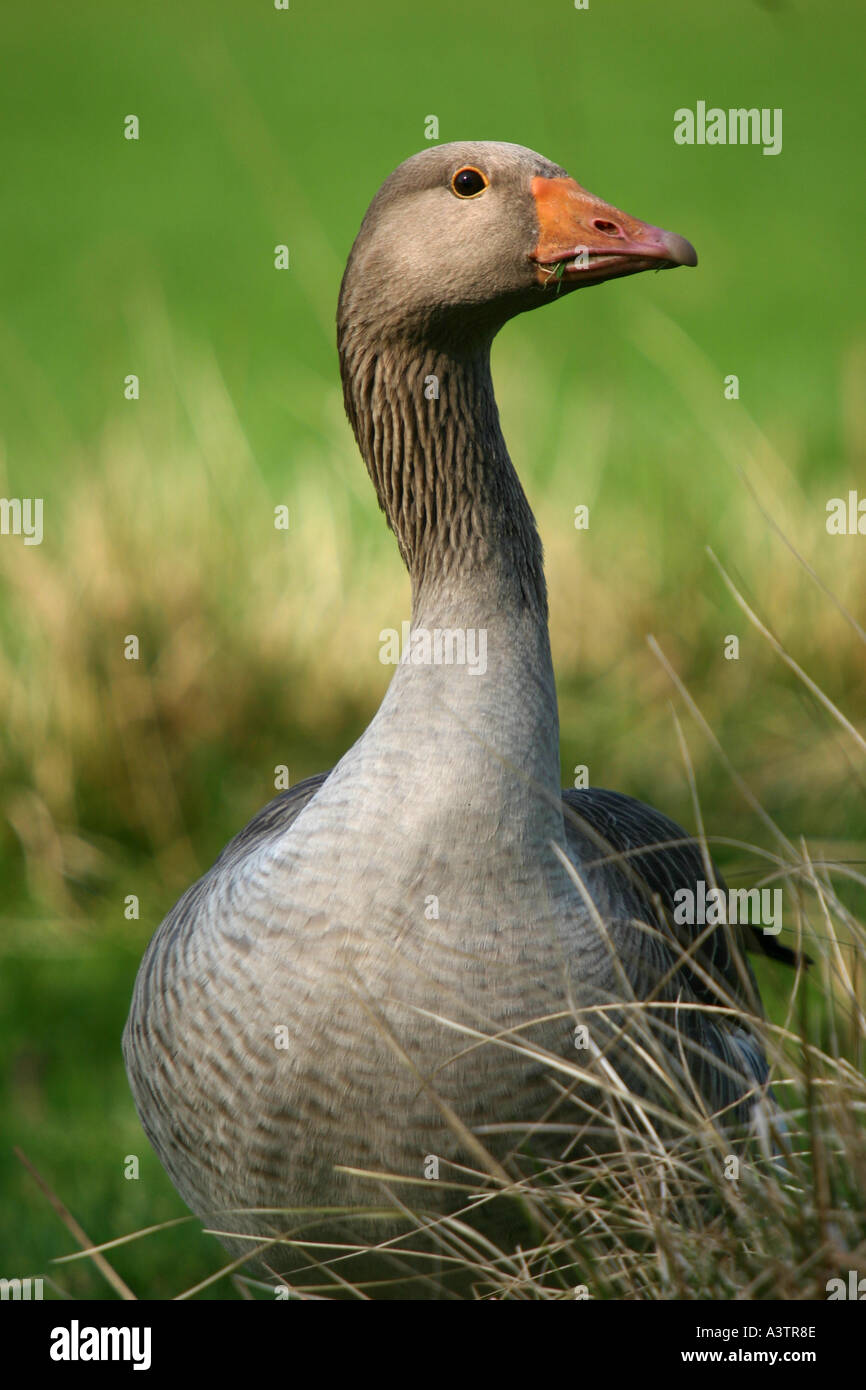 Goose and Geese at various activities and locations and positions Goose ...