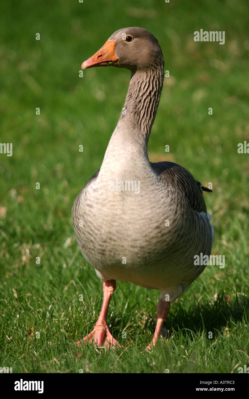 Hatching flies hi-res stock photography and images - Alamy