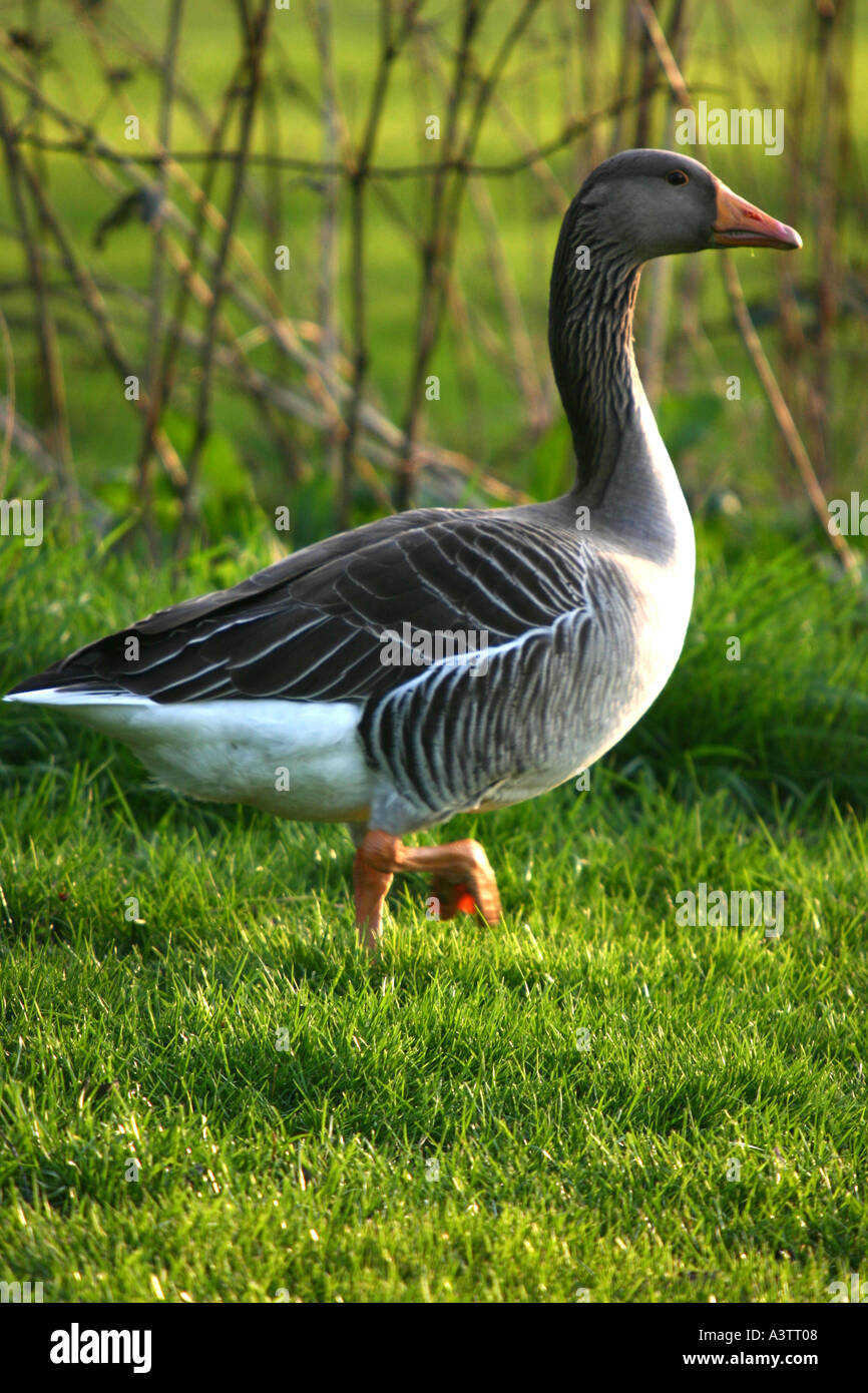 Goose and geese in various positions locations and activities Goose ...