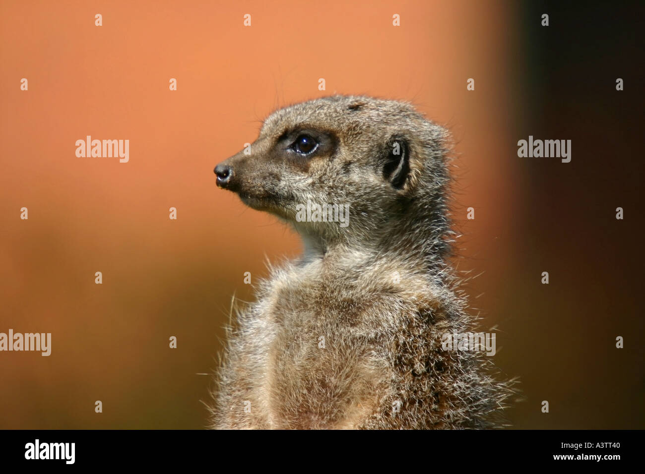 Meercats in various positions locations and activities meer meercat ...