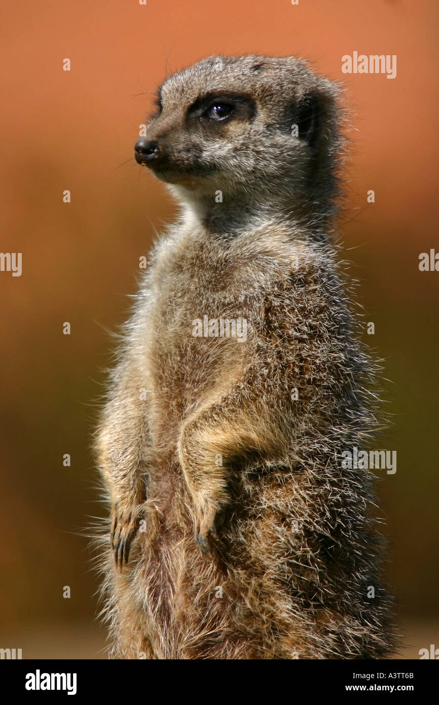 Meercats in various positions locations and activities meer meercat ...