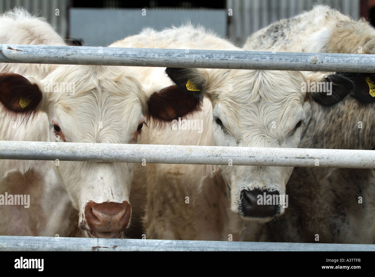 Herd of British White cows, heifers, calves, in a farm yard Stock Photo ...