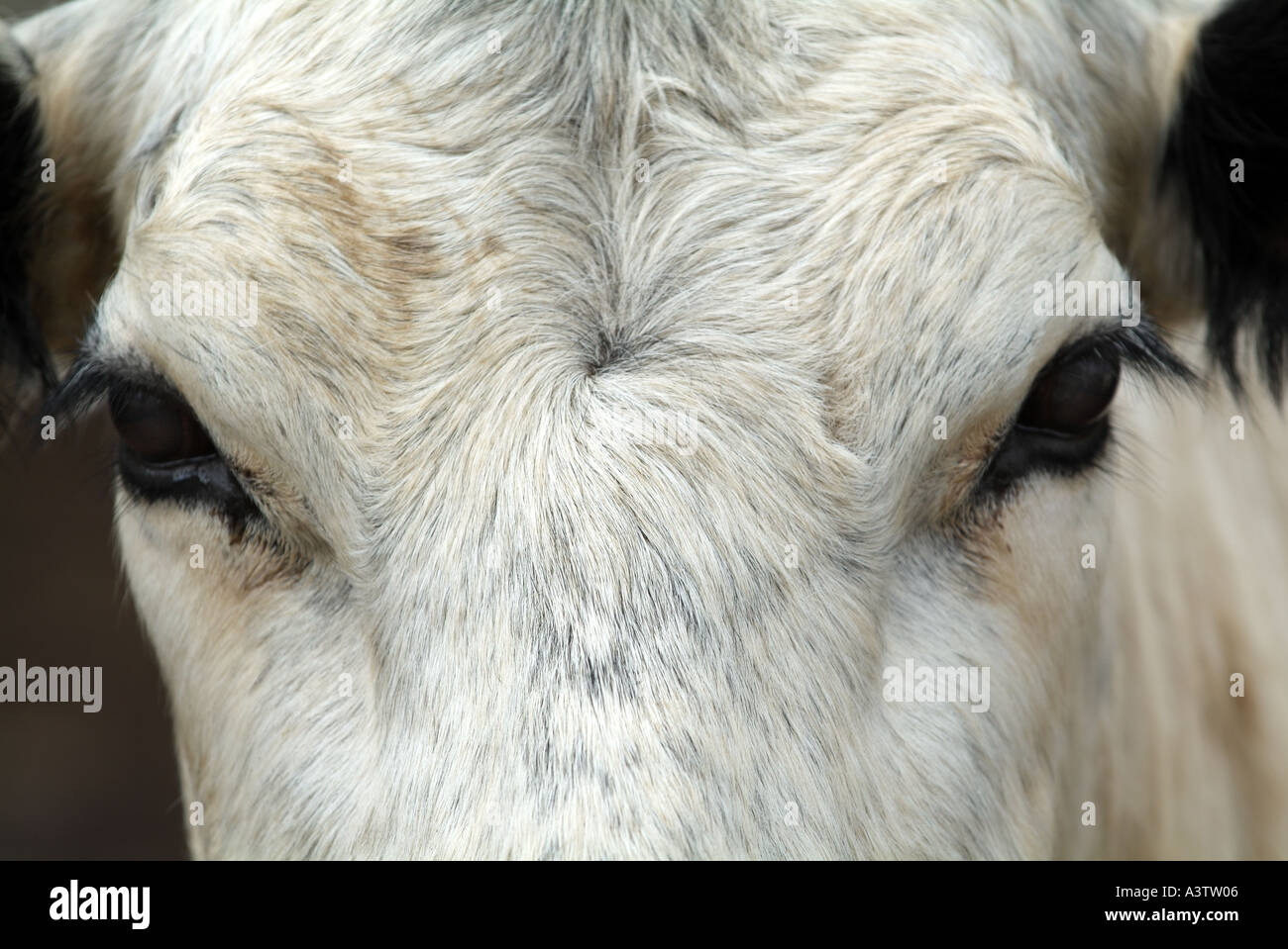 Close up photograph of a British White cows, heifer face Stock Photo ...