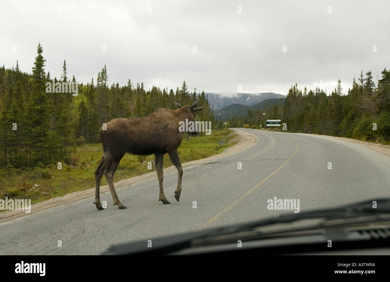 Canada Newfoundland moose cossing entrance road to Gros Morne National ...