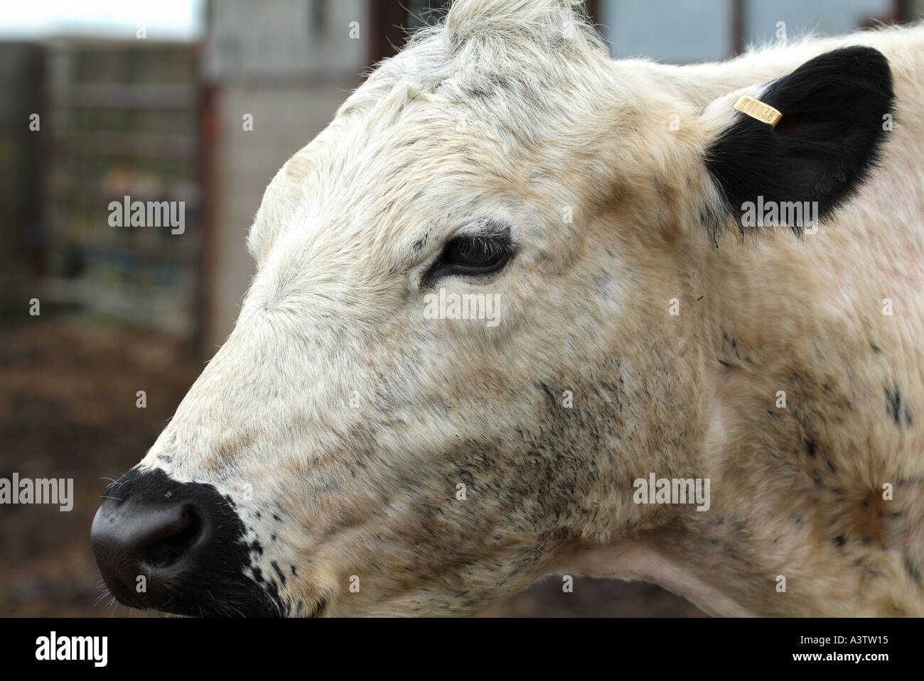 Close up photograph of British white cow, heifer in a farm yard Stock ...