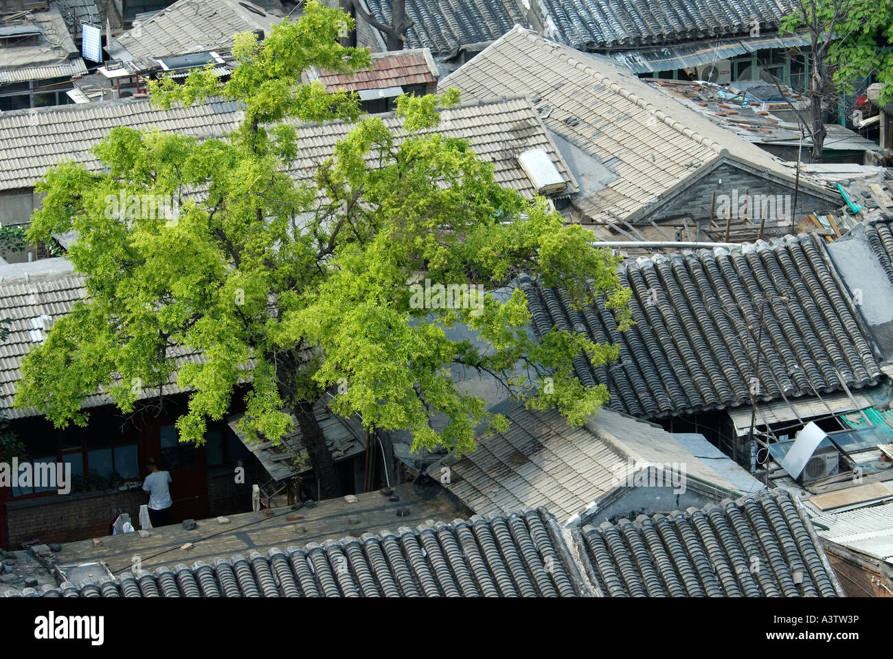 Green tree in grey roofs Beijing Hutong China Stock Photo - Alamy