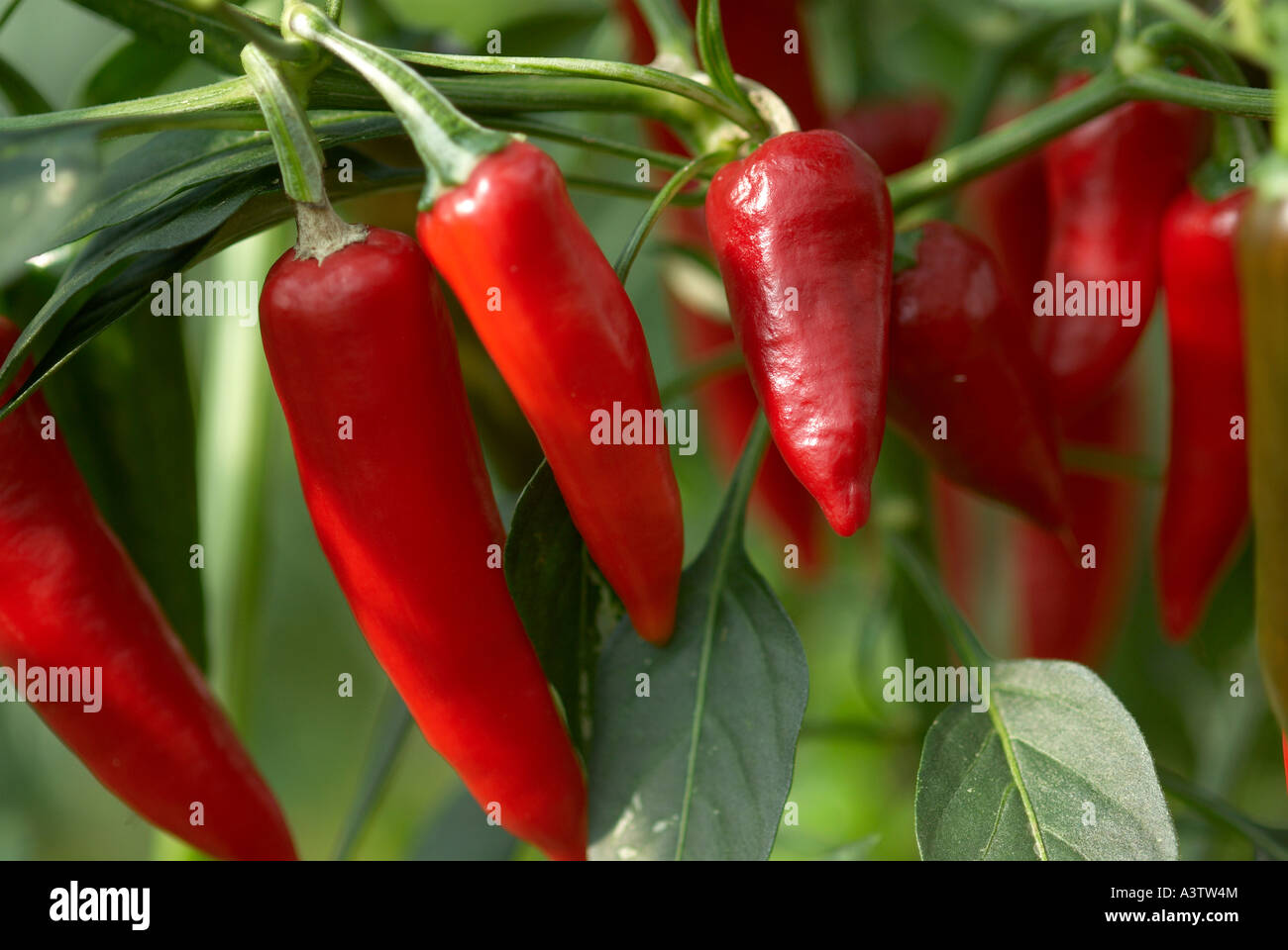 Cayenne Chilli Pepper Stock Photo - Alamy