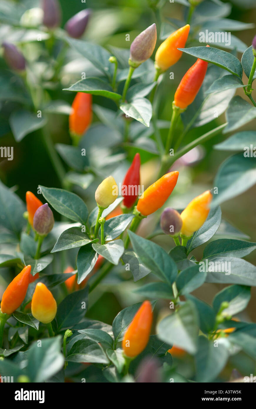 Twilight Chilli Pepper Stock Photo - Alamy