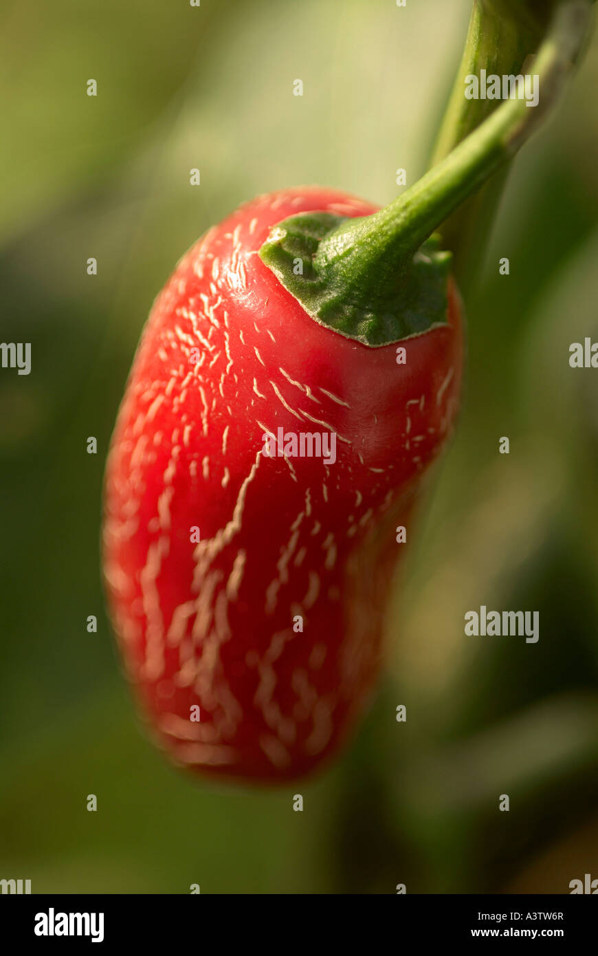 Trinidad Perfume chilli (a heatless Habanero Stock Photo - Alamy