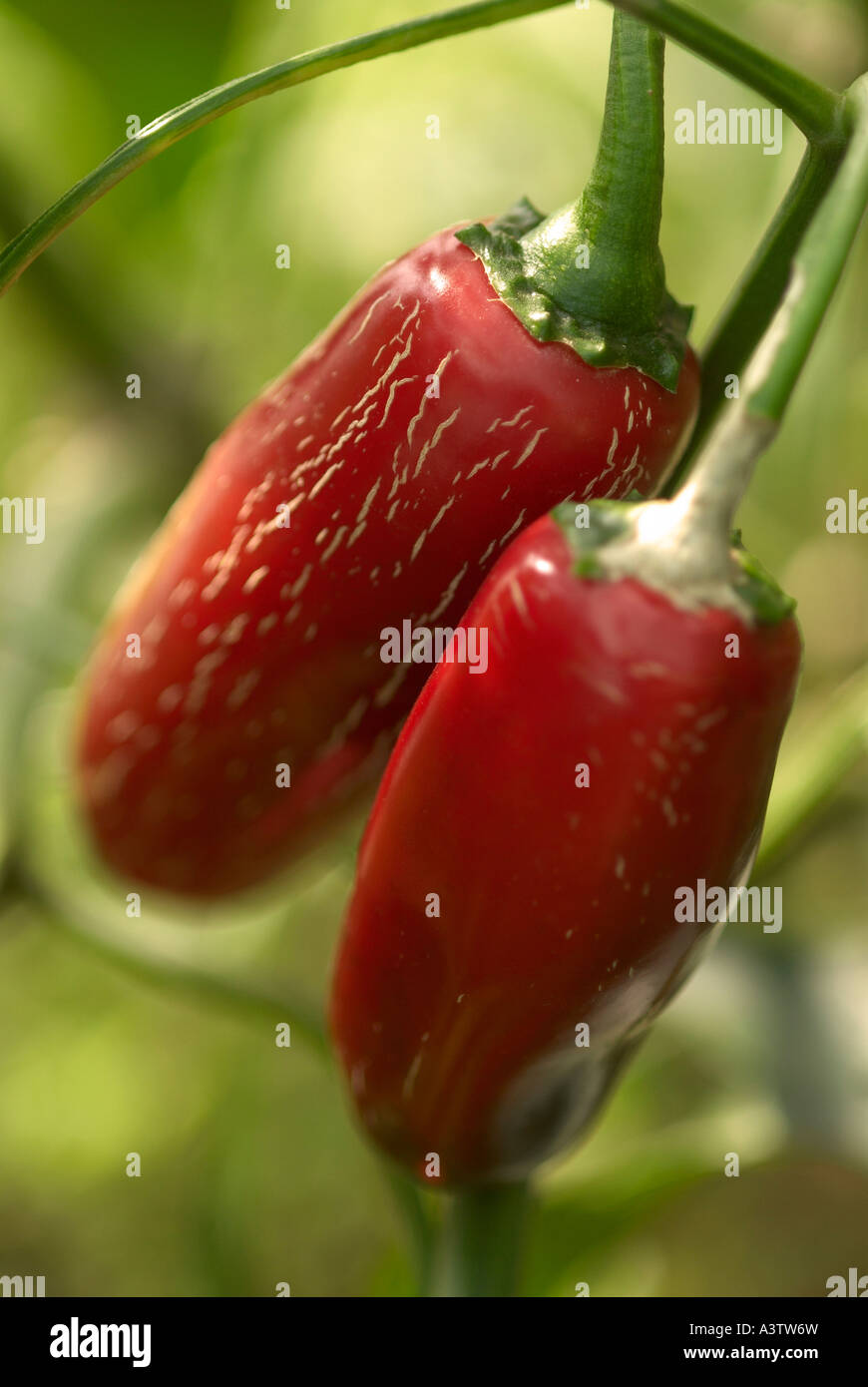 Trinidad Perfume chilli (a heatless Habanero Stock Photo - Alamy