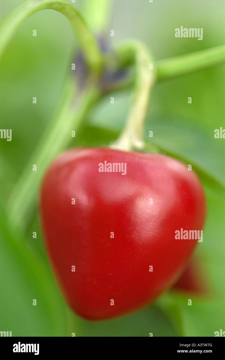 Cherry Bomb Chilli Stock Photo - Alamy