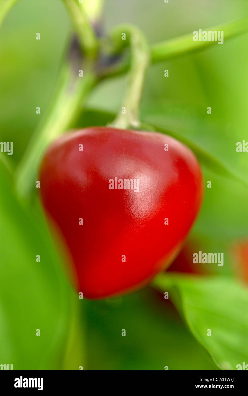 Chilli Bomb High Resolution Stock Photography and Images - Alamy