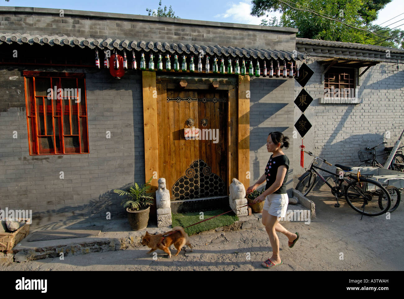 Chinese woman walking her dogs in Beijing Hutong China Stock Photo - Alamy