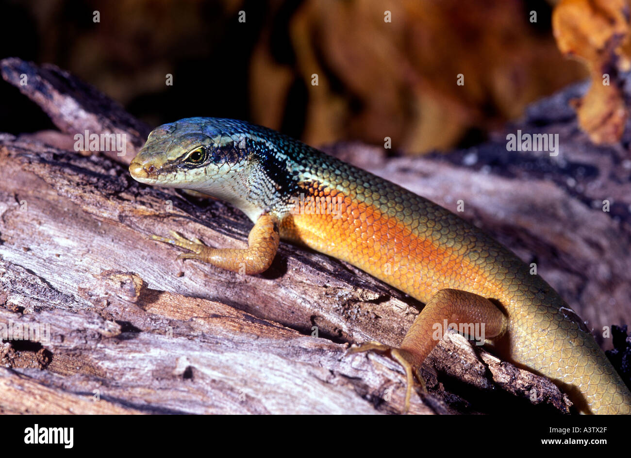 Caribbean anolid Lizard Stock Photo - Alamy