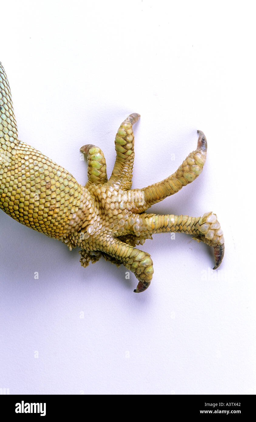 Foot of Iguana Lizard Common Iguana South and central America Stock ...