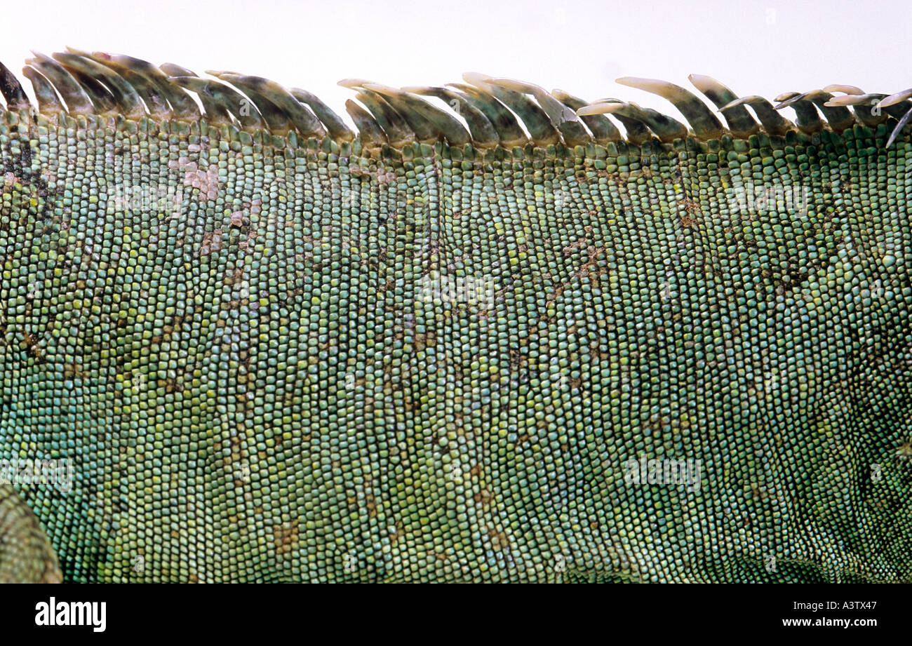Back scales of Iguana Lizard Common Iguana South and central America ...