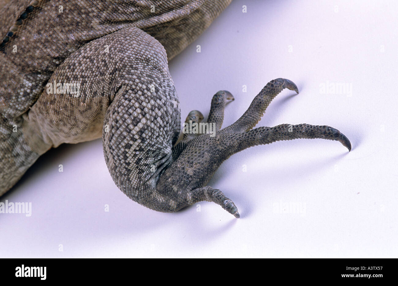 Foot of Iguana Lizard Rhinoceros Iguana Cyclura cornuta Stock Photo - Alamy
