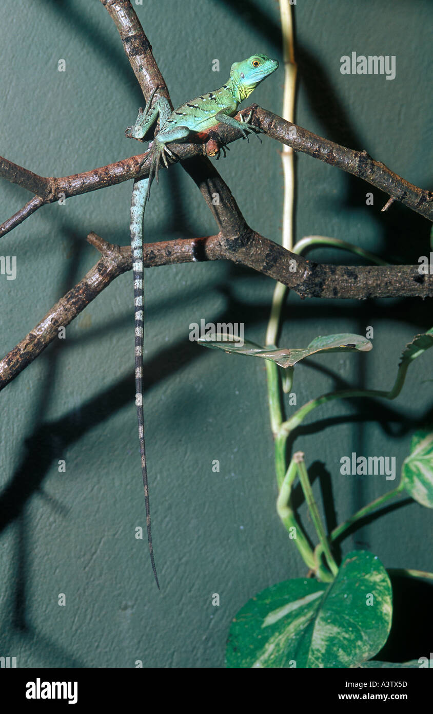 Basiliscus sp hi-res stock photography and images - Alamy