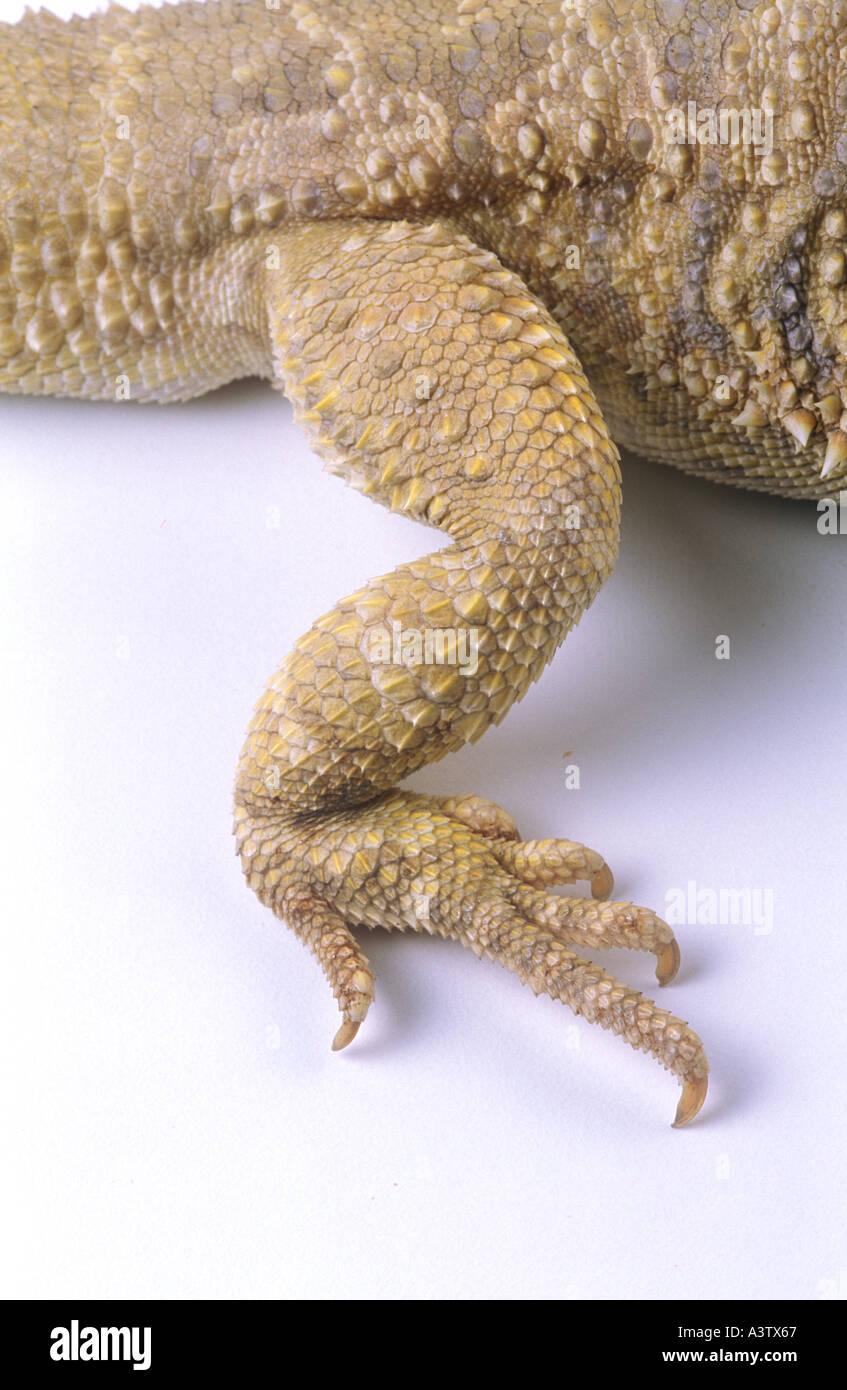 Hind Leg of Bearded dragon or bearded lizard Pagona viticeps Stock ...