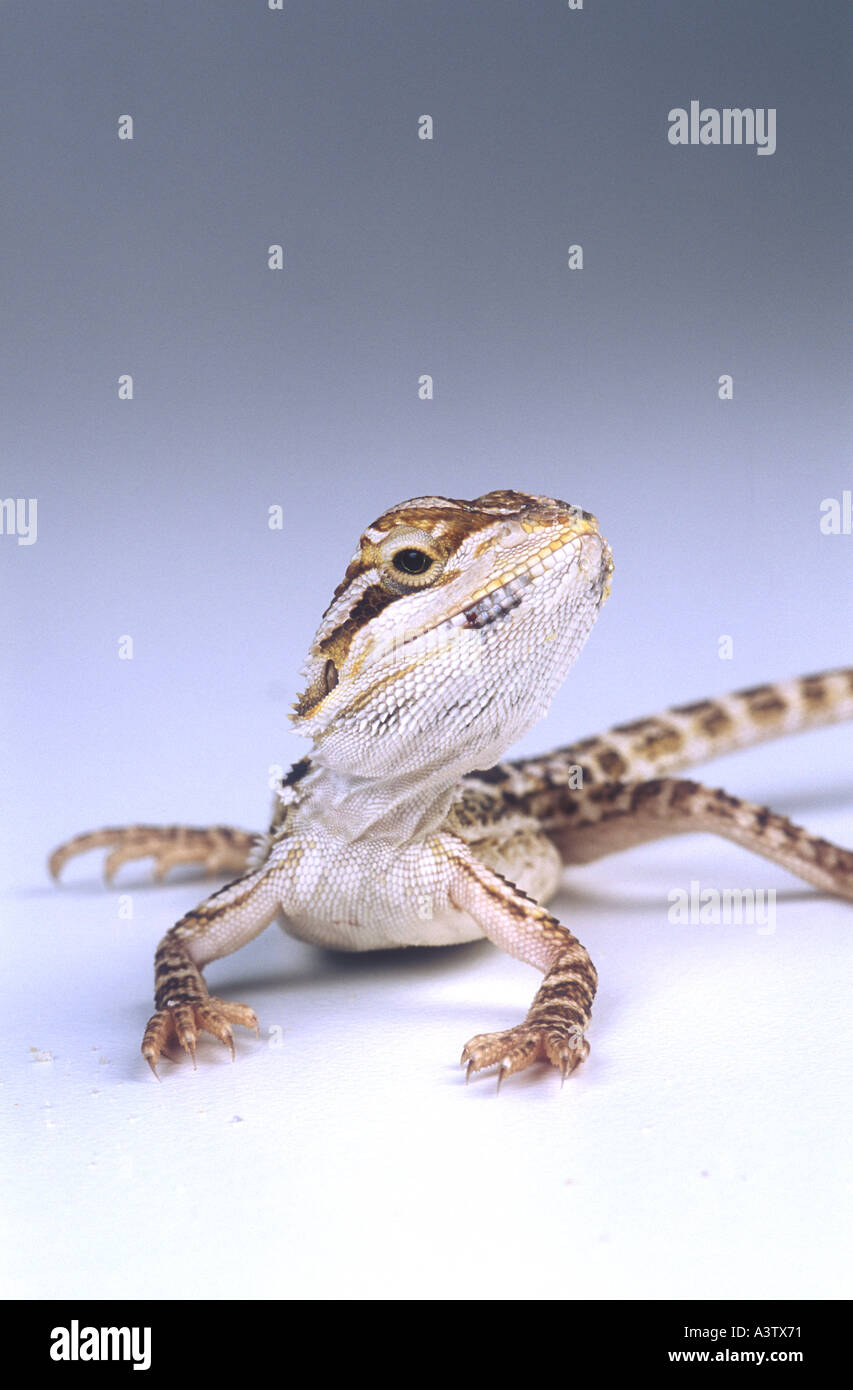 Juvenile Bearded dragon or bearded lizard Pagona viticeps Stock Photo ...