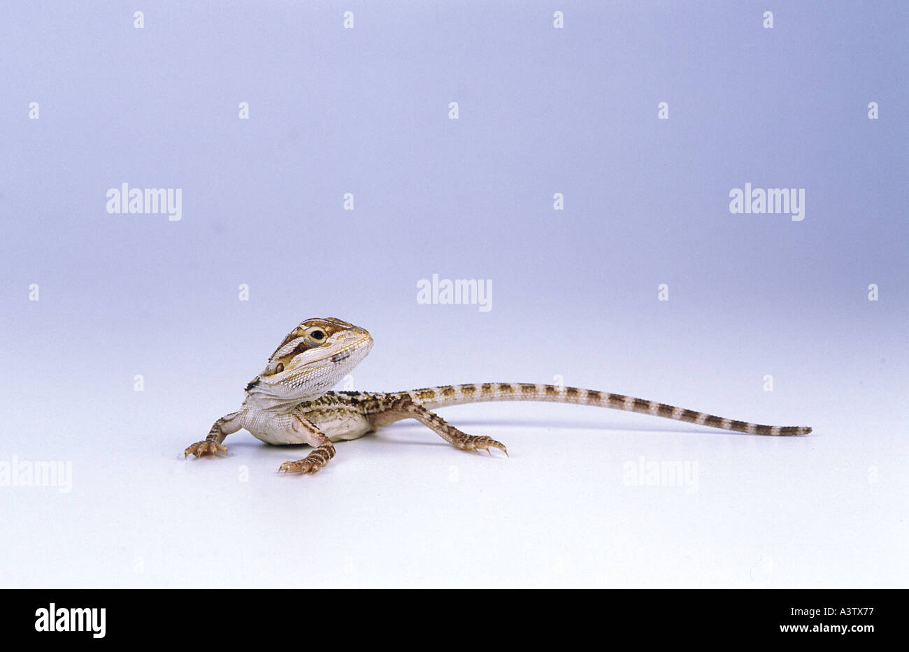 Juvenile bearded dragon hi-res stock photography and images - Alamy
