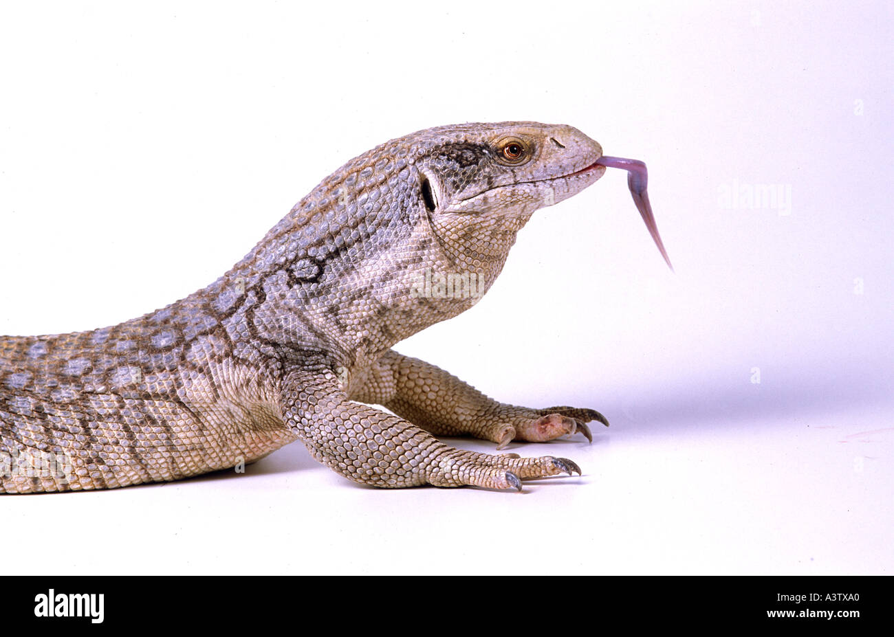 Bosc Monitor Lizard or savannah monitor Varanus exanthematicus Stock ...