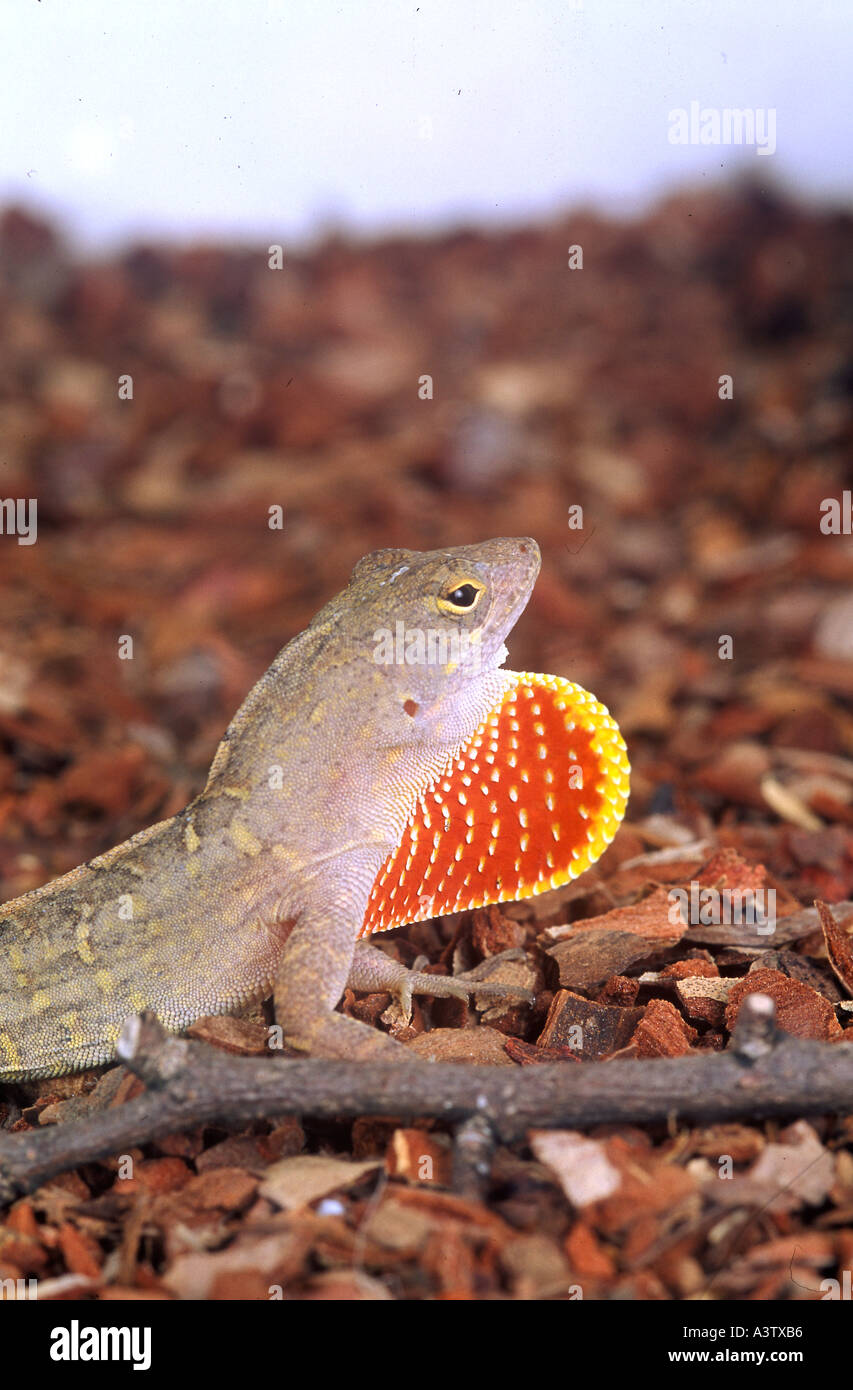 Caribbean anolid Lizard Stock Photo - Alamy