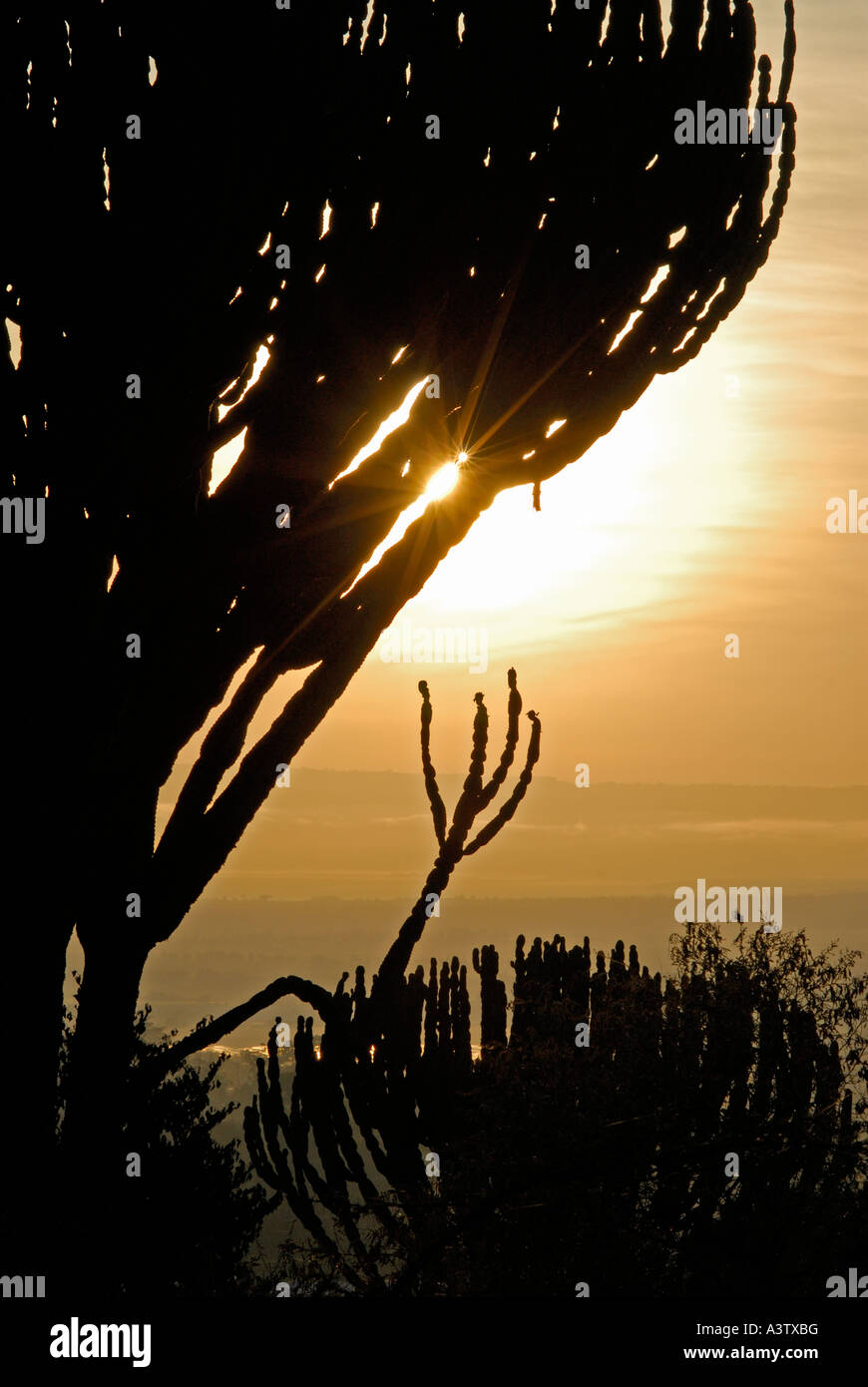 Candelabra Tree Euphorbia ingens in rising sun Hell s Gate National ...