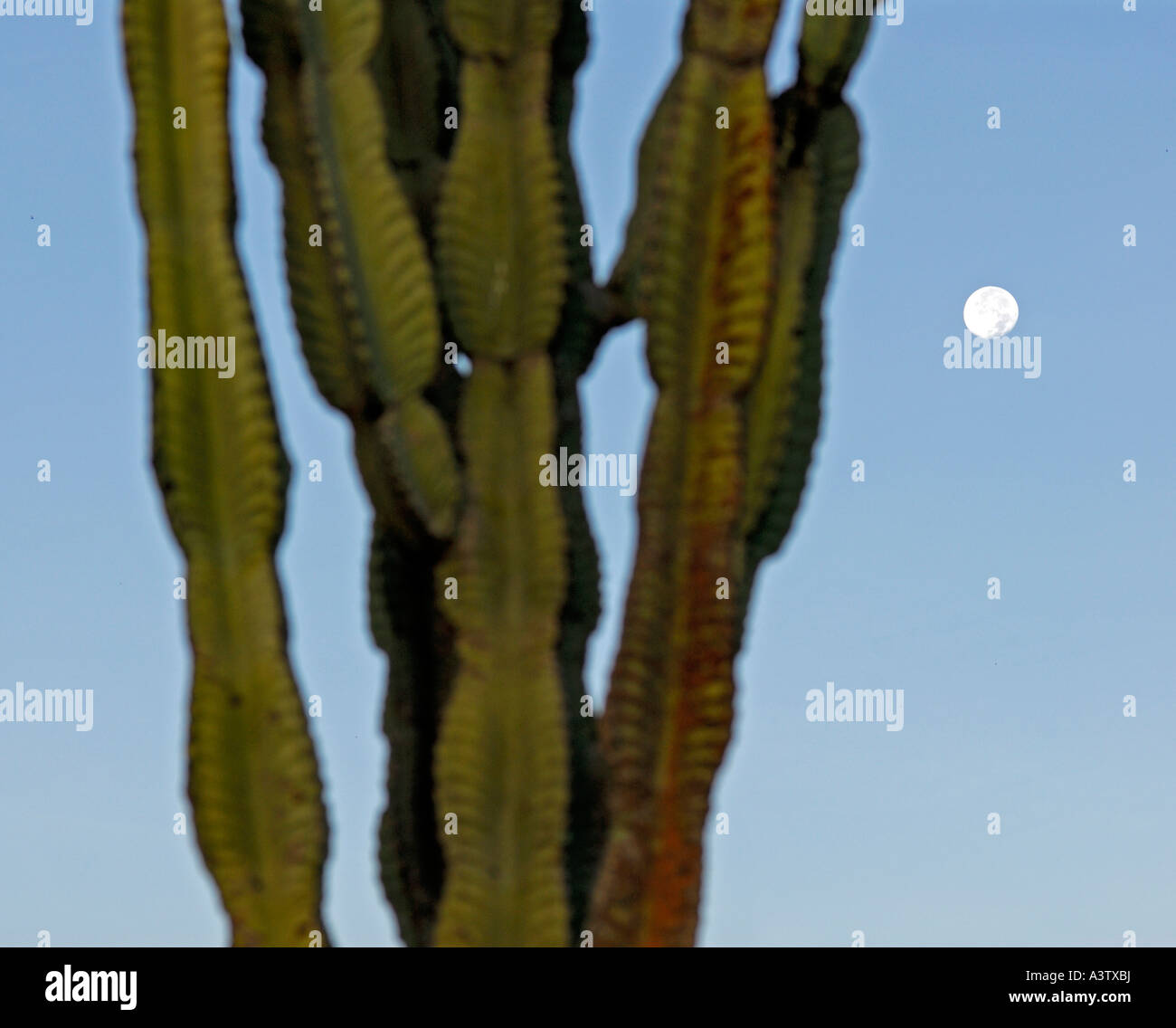 Candelabra Tree Euphorbia ingens and full moon Hell s Gate National ...
