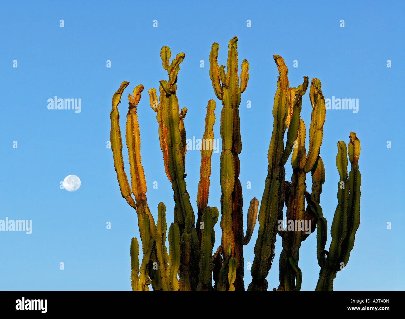 Candelabra Tree Euphorbia ingens and full moon Hell s Gate National ...