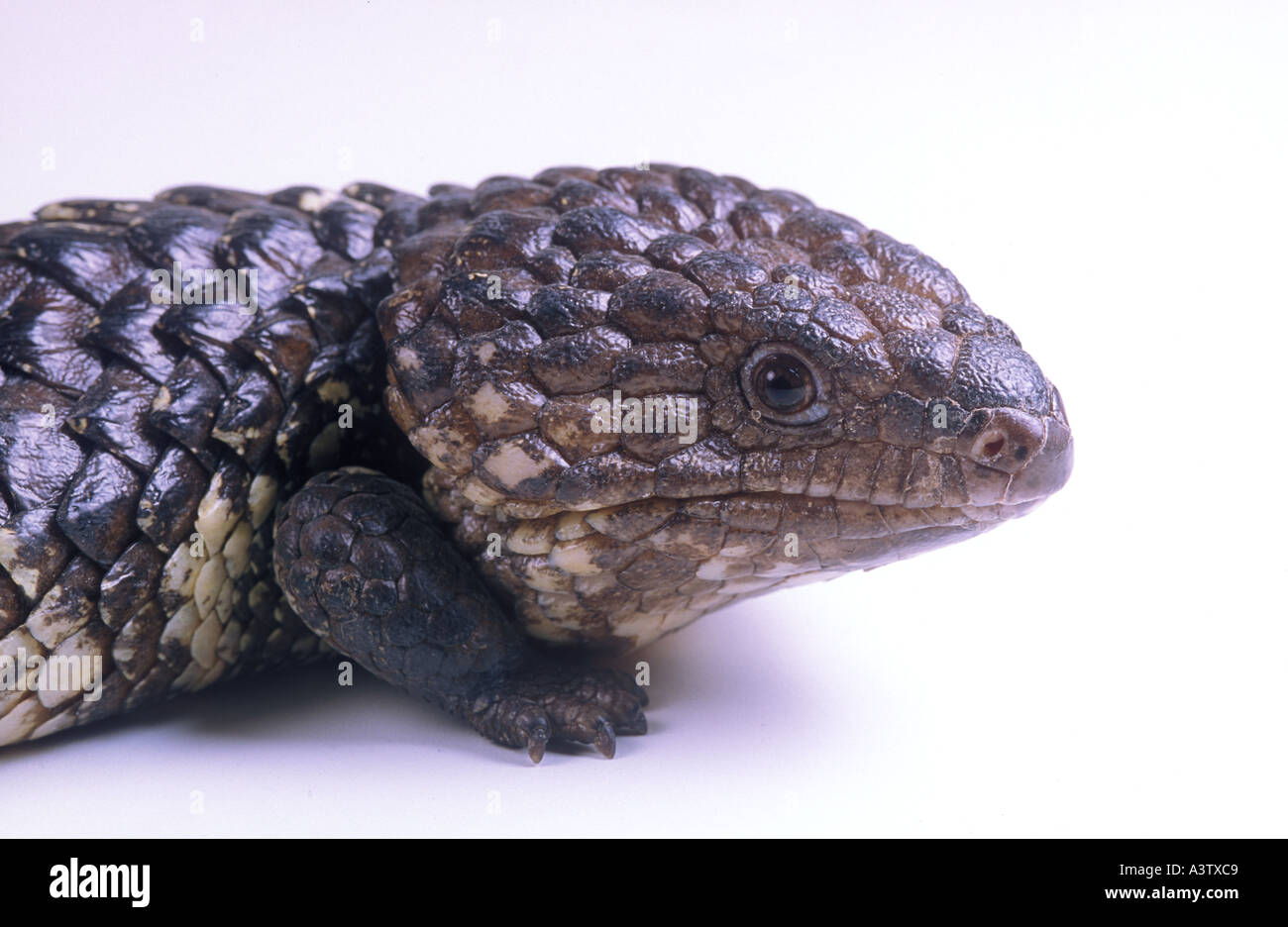 Bob tailed skink or stump tailed skink Tiliqua rugosa Australia Stock ...