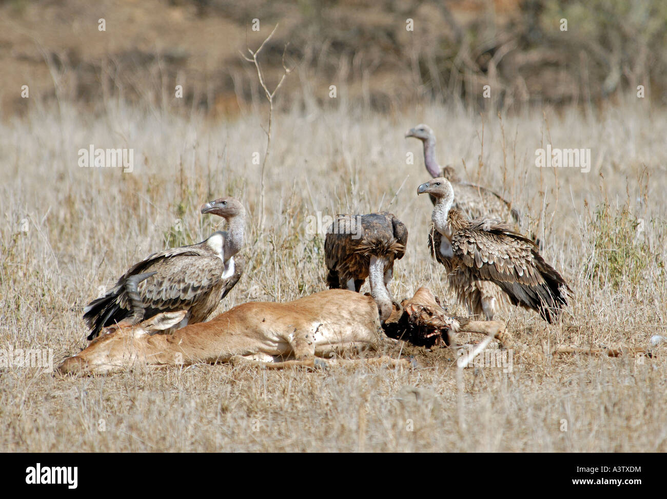 Vultures eating carcass in Hell s Gate National Park Kenya Stock Photo ...