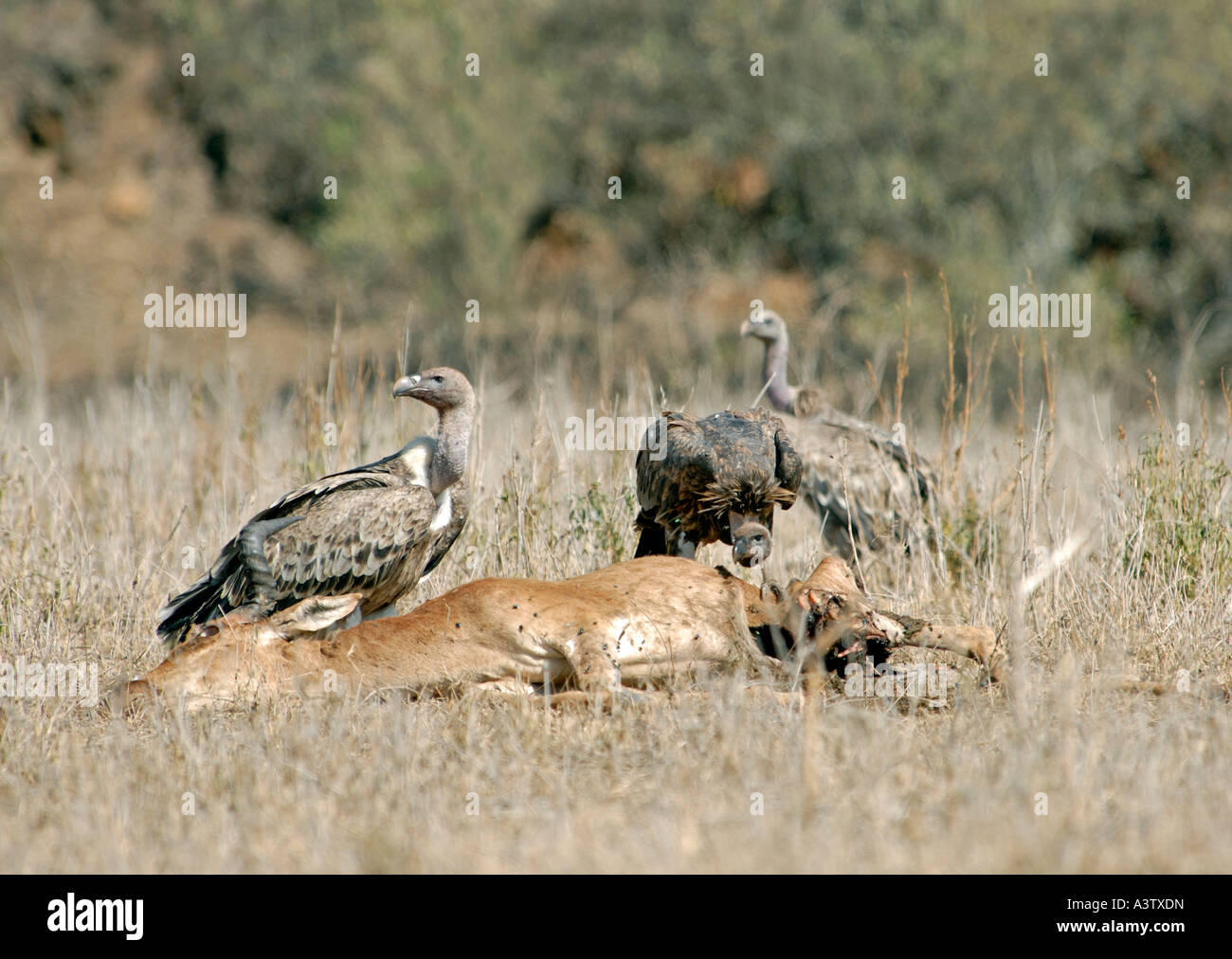 Vultures eating carcass in Hell s Gate National Park Kenya Stock Photo ...