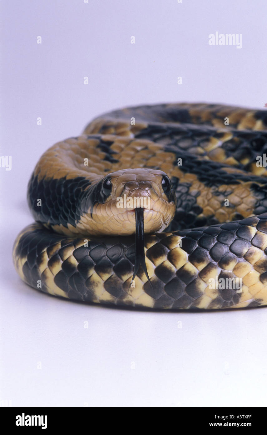 Young False water cobra hydrodynastes gigas Stock Photo - Alamy
