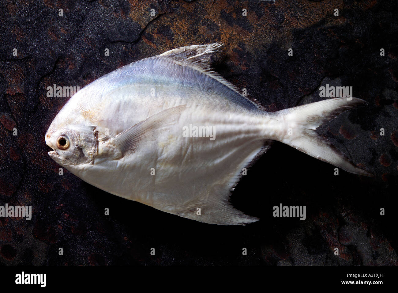 Asian Fish in Indian Restaurant Country of Origin Bangladesh Stock ...