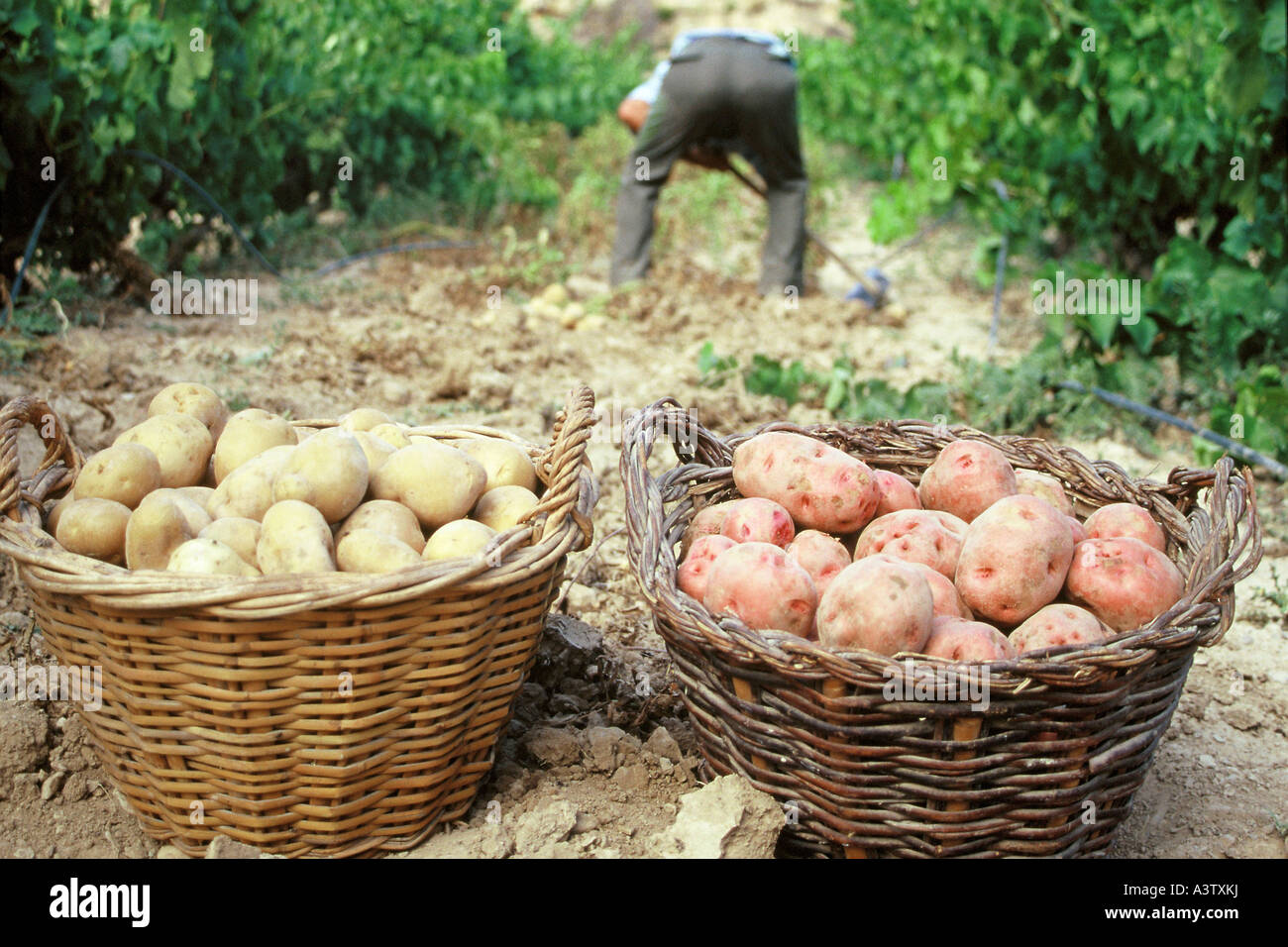 Potato harvesters hi-res stock photography and images - Alamy