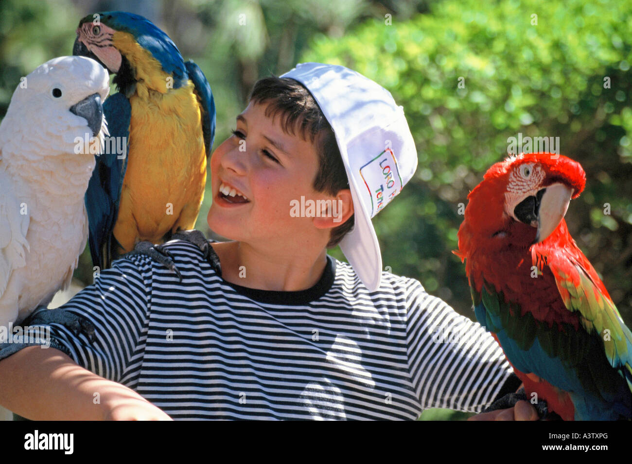 Little boy and parrots in Tenerife Canary Islands Stock Photo - Alamy