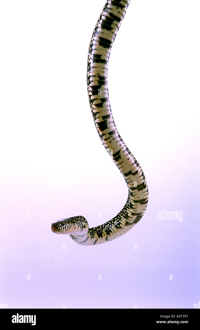 African egg eating snake dasypeltis scaber Stock Photo - Alamy