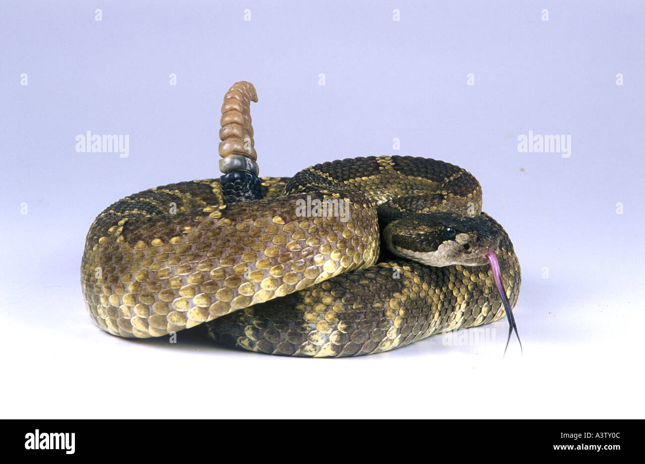 Rattling tail hi-res stock photography and images - Alamy