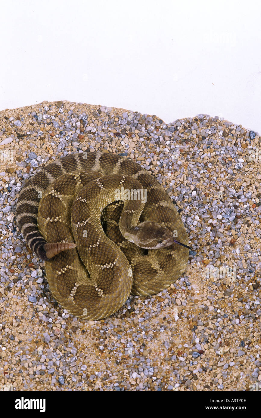 North American Prairie rattler crotalus viridis Stock Photo - Alamy