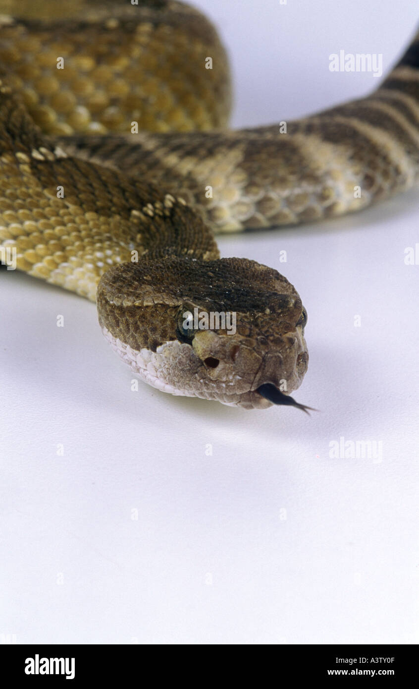 North American Prairie rattler crotalus viridis Stock Photo - Alamy