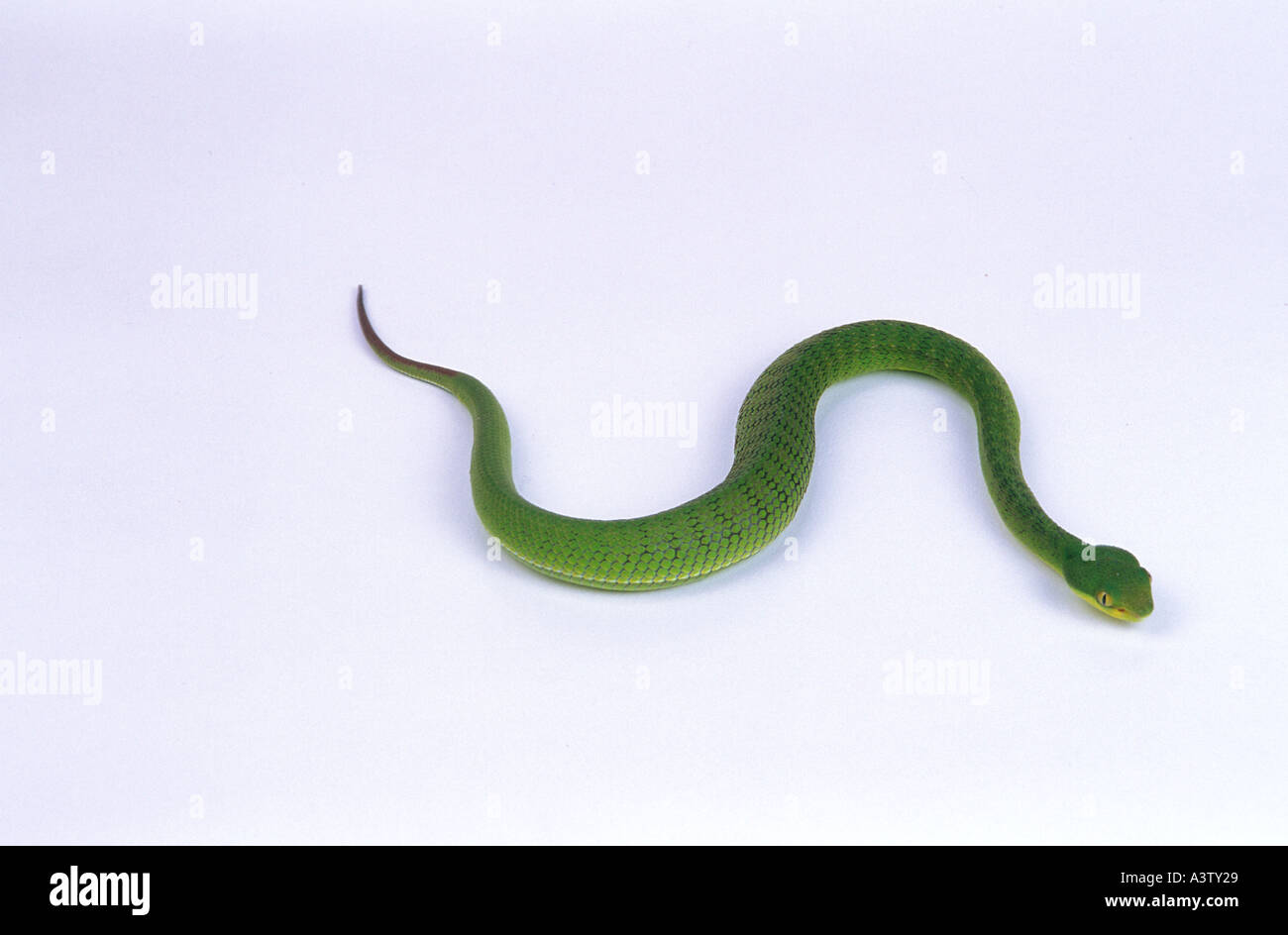 Asian Pit viper Stock Photo - Alamy