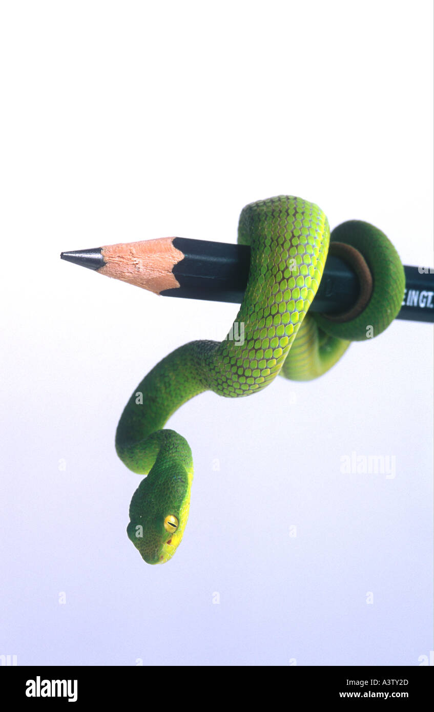 Pencil snake High Resolution Stock Photography and Images - Alamy