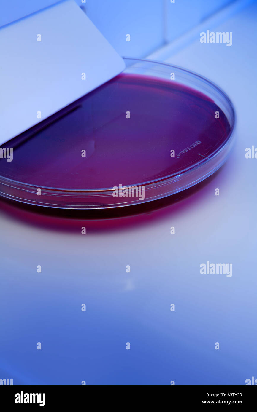 Petri dish and chemical flasks in Industrial Chemistry Laboratory Stock ...