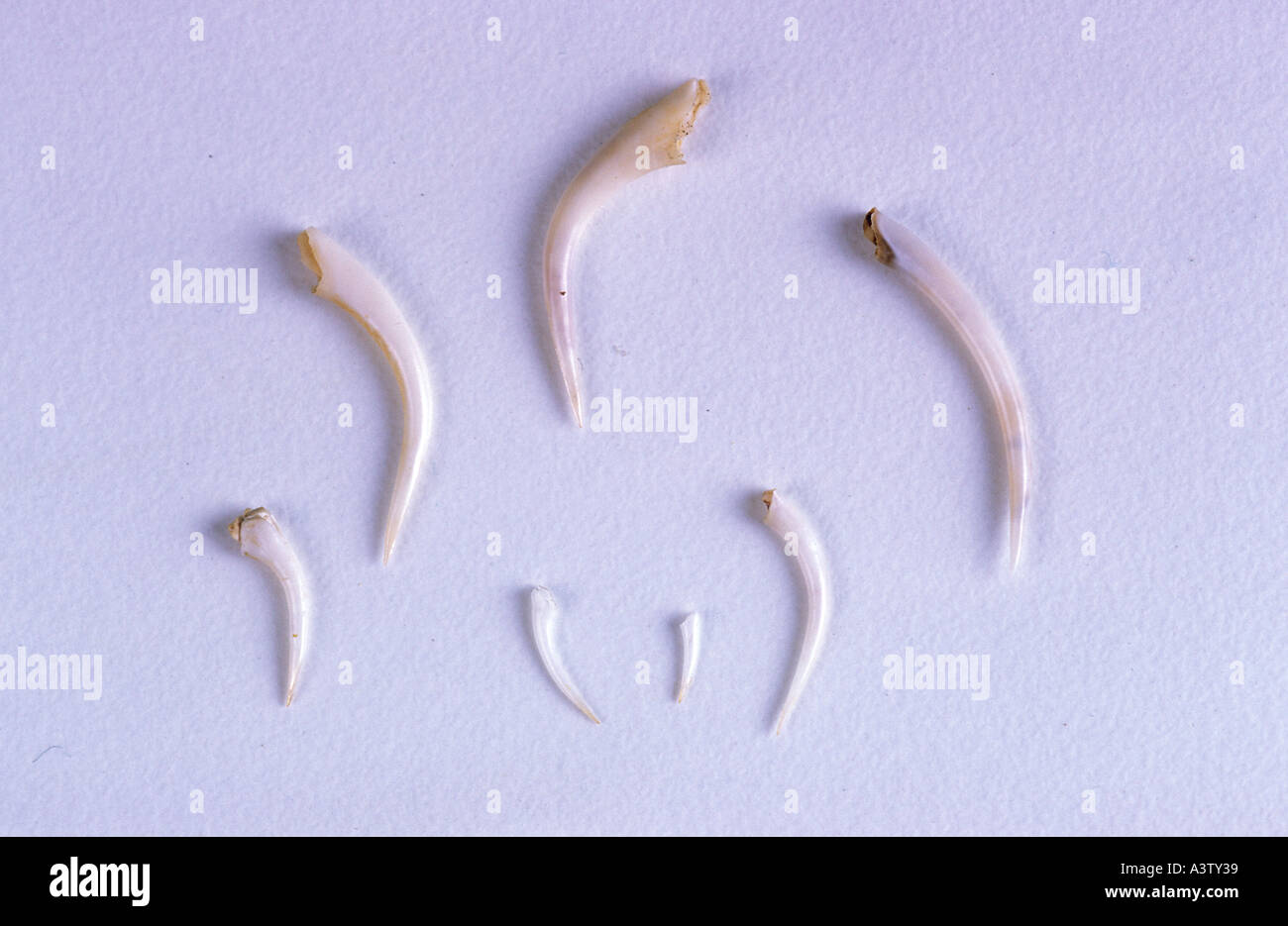 Rattlesnake fangs hi-res stock photography and images - Alamy