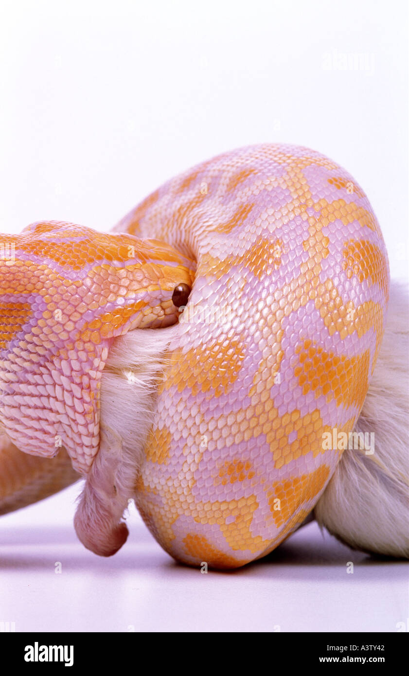 Albino Burmese python python molurus bivittatus swallowing rat Stock ...