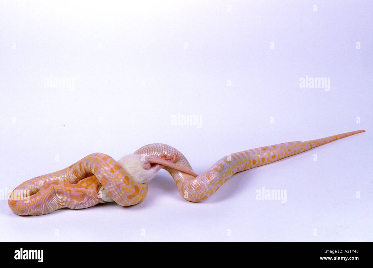 Albino Burmese python python molurus bivittatus swallowing rat Stock ...