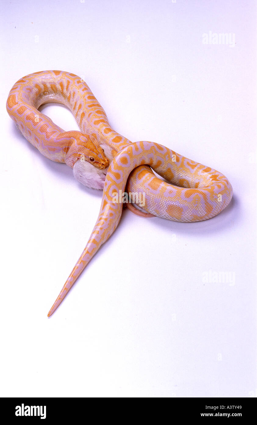 Albino Burmese python python molurus bivittatus swallowing rat Stock ...