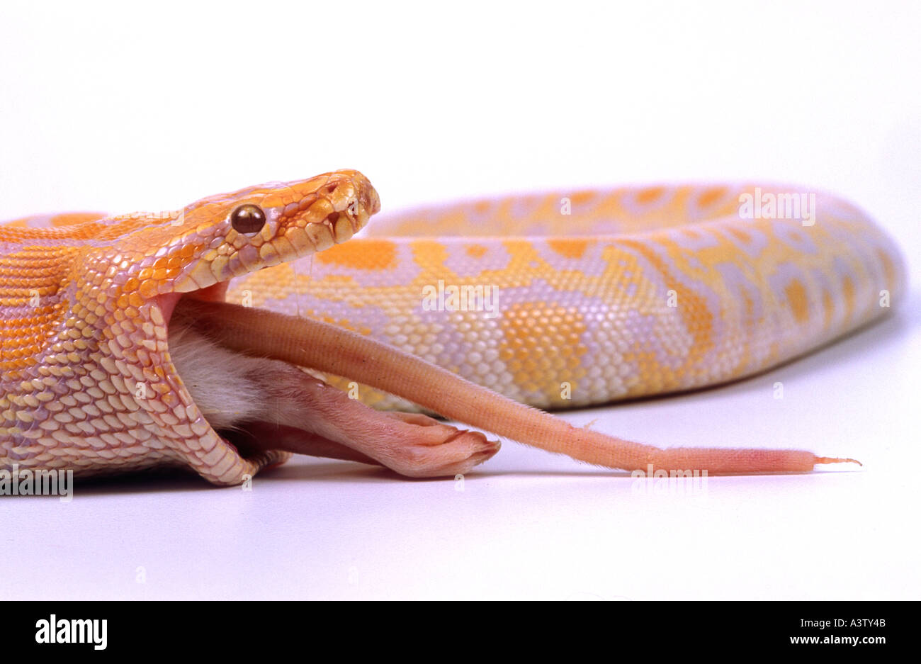 Albino Burmese python python molurus bivittatus swallowing rat Stock ...