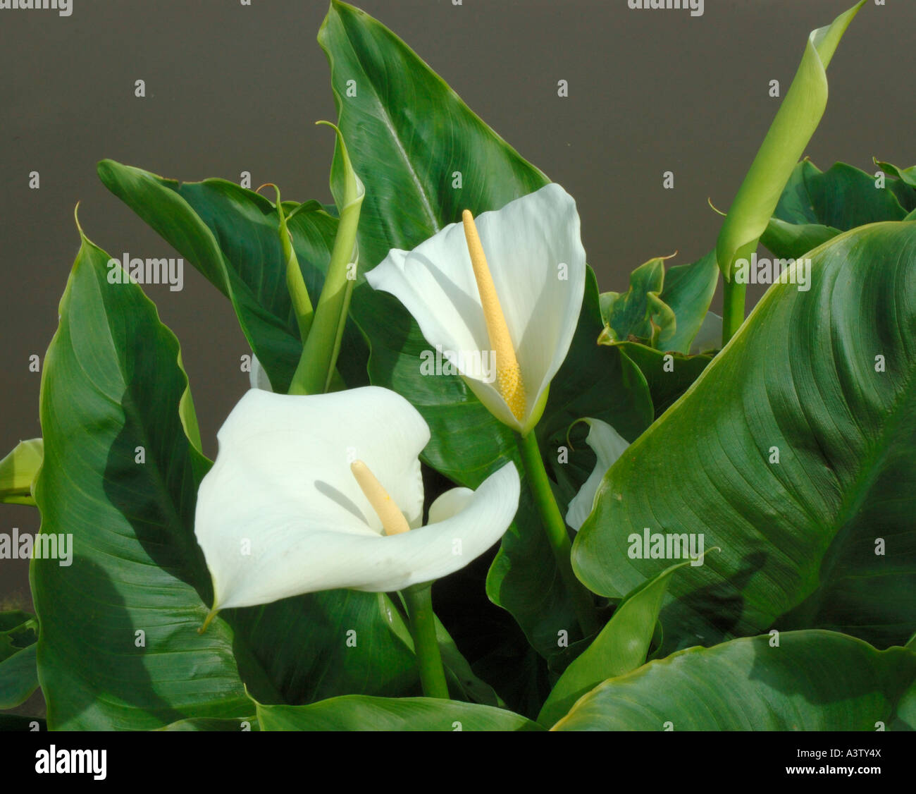 Zantedeschia Aethiopica Arum Lily Treeslk